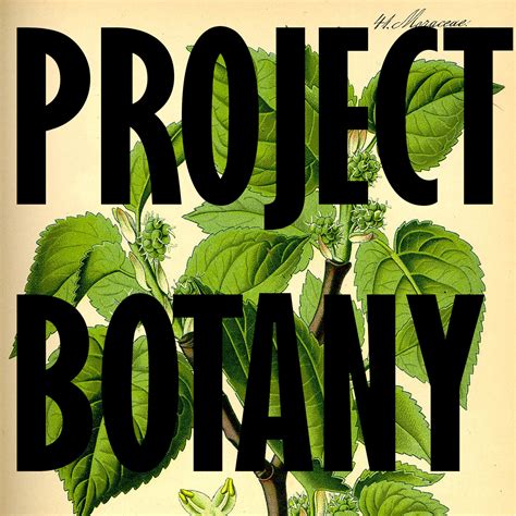 What Is The Difference Between Angiosperms And Gymnosperms Project Botany Podcast Podtail