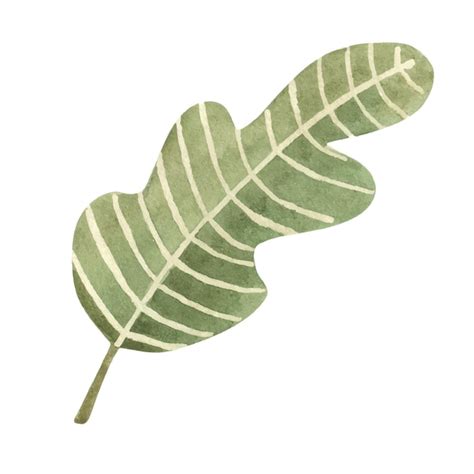 Aquarelle De Feuille De Chêne Dautomne Couleur Vert Jaune Feuille D