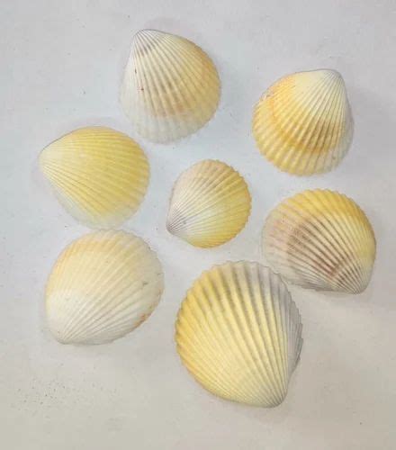 Natural Yellow Seep Seashell For Decorationshell Jwellery Size 3 To 5 Cm At Rs 300kg In New