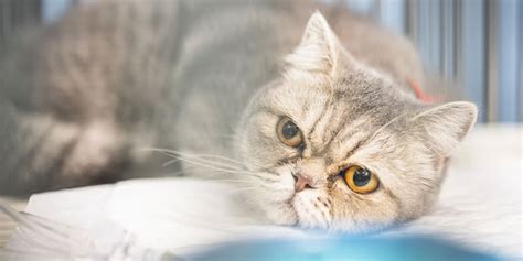 Cat Flu Symptoms Causes Treatments For Feline Upper Respiratory Infection