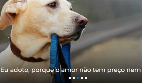 Quer Adoptar um Amigo de Quatro Patas Basta Um Clique Praça da Alegria
