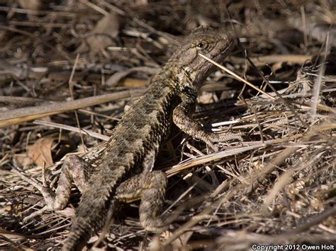 Coast Range Fence Lizard Sceloporus Occidentalis Bocourtii