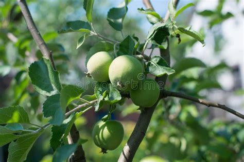 Manzanas Verdes En Una Ramificación Del Manzana árbol Imagen de archivo