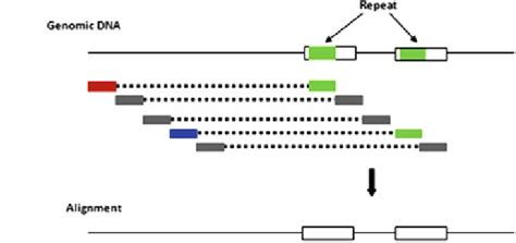 8 Using Paired End Reads Repeats Can Be Unambiguously Aligned In