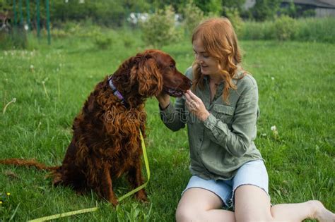 Red Irish Setter Outdoor Training Process Beautiful Blonde Smiling