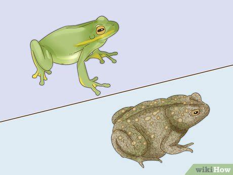3 Ways To Tell The Difference Between A Frog And A Toad WikiHow