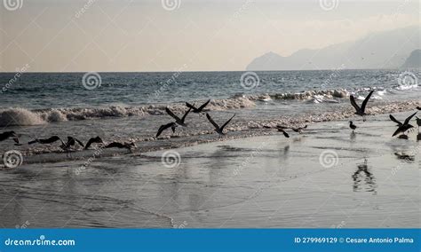 Al Mughsail Beach Salalah Oman Stock Image Image Of Coastline