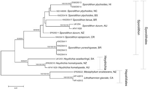 phylogenetic tree inferred from ml mp and nj analyses with ssu