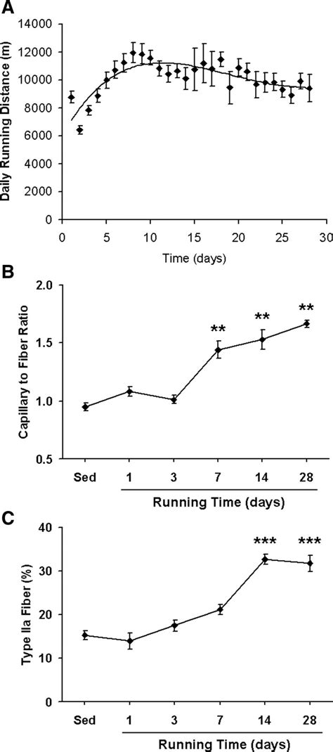 Voluntary Running Induces Fiber Type Specific Angiogenesis In Mouse