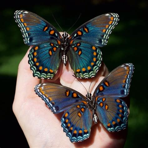 Collection 102 Pictures Pictures Of Different Kinds Of Butterflies Superb