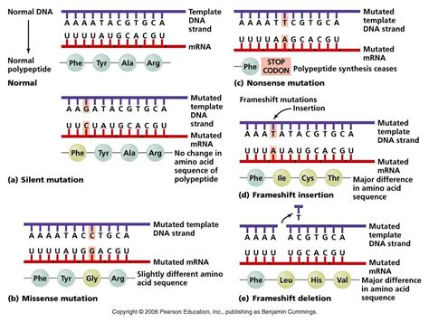 Mutations Worksheets Part 1 Gene Mutations