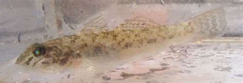 マハゼ 淡水魚写真図鑑 日淡会