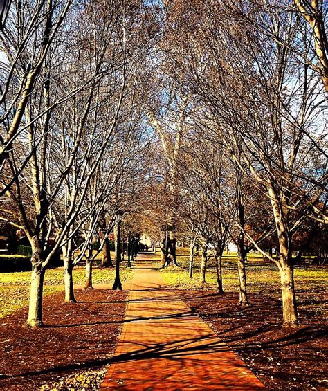 A Charming Tree Lined Walk R Pics