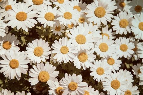 Premium Photo Chamomile Field
