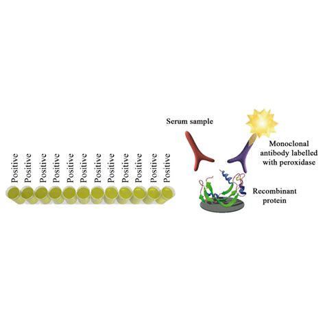 Toxina Alfa Clostridium Perfringens Monoscreen Abelisa