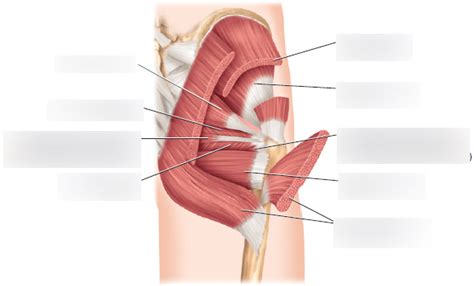 Posterior Thigh Muscle Diagram Quizlet