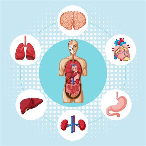 Internal Organs Of Human Body Clipart At Anthony Tryon Blog