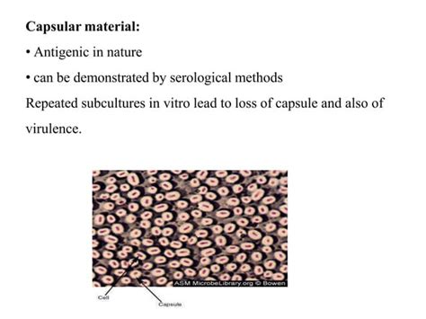 Bacterial Morphology And Atomy Pptx Microbiology Ppt