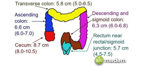 Difference Between Small And Large Intestine Biomadam