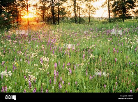 Usa Illinois Iroquois County State Wildlife Area Tall Grass Prairie