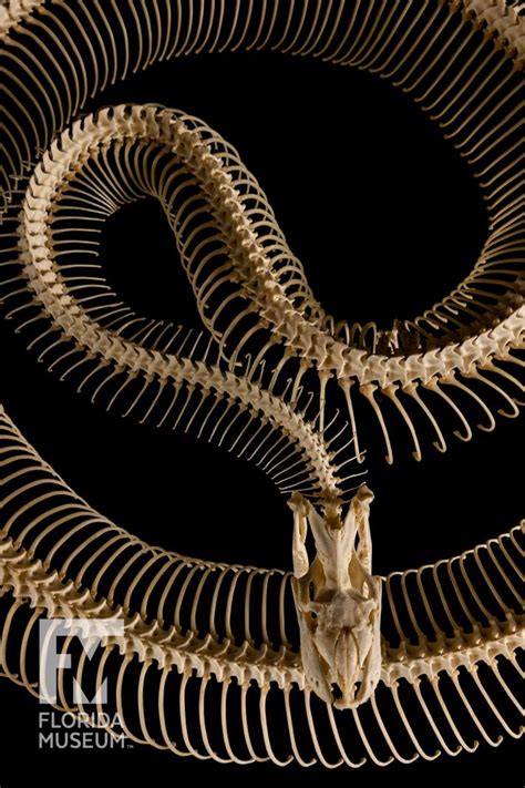 Burmese Python Rare Beautiful And Fascinating 100 Years Floridamuseum