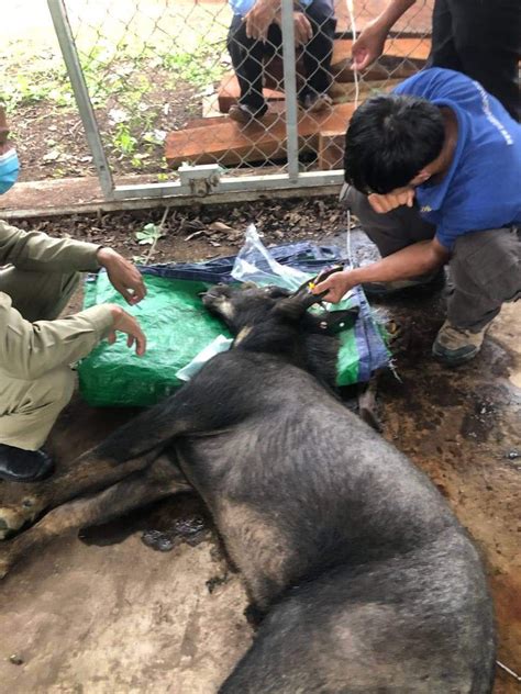 ពិតជាគួរឱ្យសោកស្តាយជាទីបំផុតសត្វកែះញីមួយក្បាលដែលជាប់អន្ទាក់និងរងរបួស បានស្លាប់ហើយ សារព័ត៌មាន