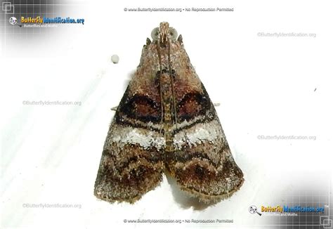Maple Webworm Moth