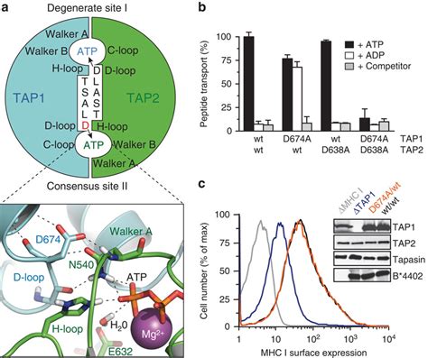 A D Loop Mutation In Tap1 Enables Antigen Peptide Export Without Atp