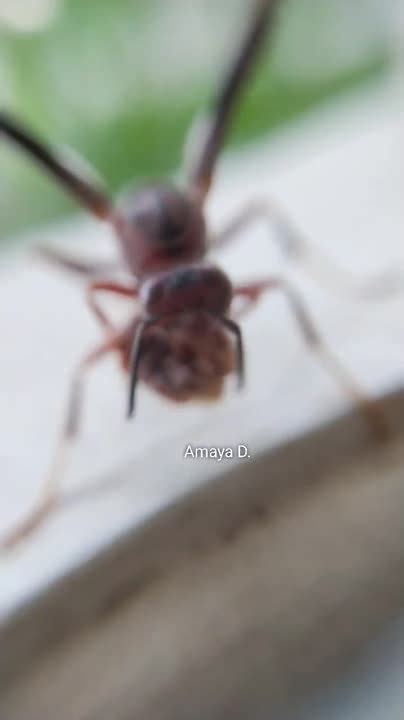 Amaya Dickison On Linkedin Naturephotography Macrophotography