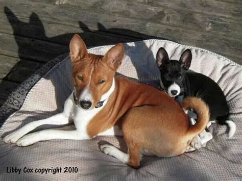Basenji Terrier Mix Brown