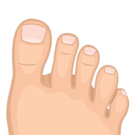 Clip Art Of Toes 20 Free Cliparts Download Images On Clipground 2025