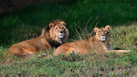 African Lion And Lioness At Oakland Zoo In Oakland California