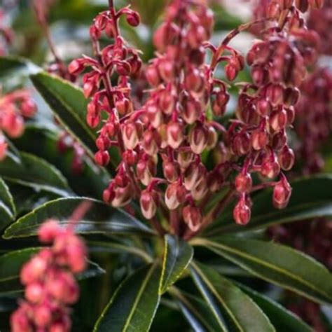 Пиерис японский Купидо. (Pieris japonica Cupido) С2 купить в интернет ...