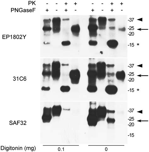 The N Terminus Of Fully Glycosylated Prp C In Mitoplasts Is