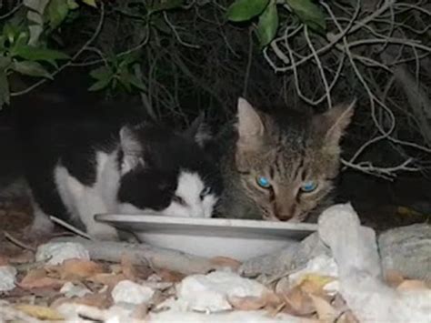 Esta es la razón por la que hay más gatos que perros en las calles de Qatar Infobae
