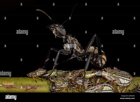 Female Adult Shimmering Golden Sugar Ant Of The Species Camponotus Sericeiventris With