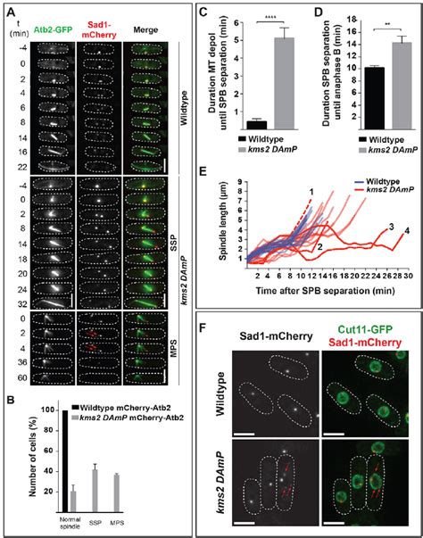 Kms2 Supports Stable Bipolar Spindle Formation A Kms2 Depletion