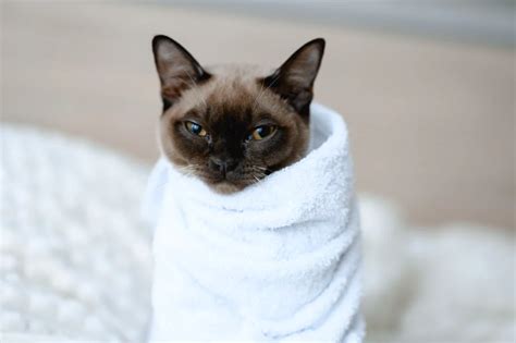 Do Cats Need Baths A Stunning 8 Step Complete Guide