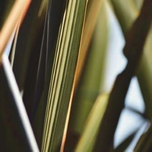 Sunlit Leaves Microsoft Edge Addons