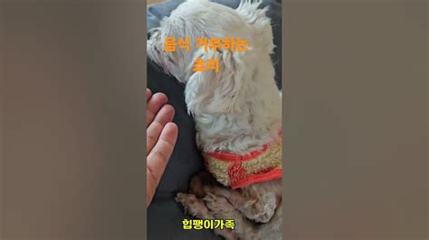 효리가 음식을 거부하네요 힙팽이가족 힙팽이 달팽이 Youtube 효리가 음식을 거부하네요 힙팽이가족 힙팽이 달팽이 Youtube