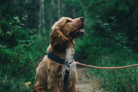 ¿cómo Proteger A Las Mascotas De La Pirotecnia Por Fiestas Patrias