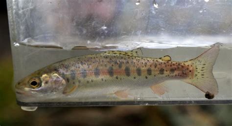 Urban Streams Surprise With Wild Steelhead In Rogue River Basin