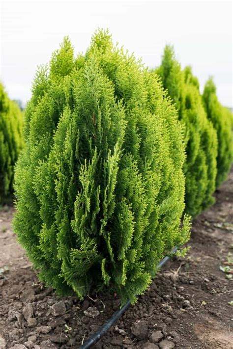 Top 14 Dwarf Evergreen Trees For Your Garden