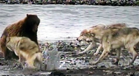 Grizzly Bear Battles 4 Wolves