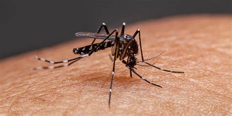 Mosquitos Of The World 2025au Hudson Reed