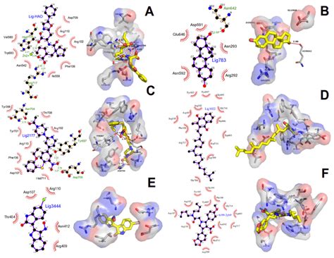Graphical Representation Of The Ligands Binding Modes Designed In