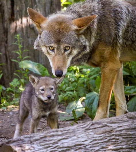 Red Wolf Eating Habits