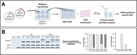 Fig 4 Analysis Of Aon Mediated Splicing Correction Antisense
