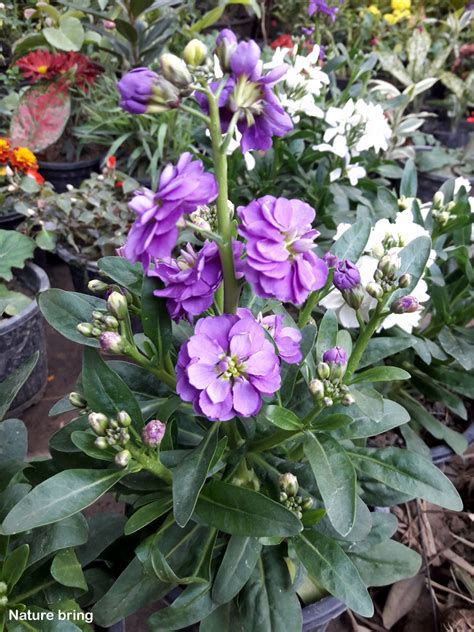 How To Grow And Care Stock Flowers Growing Common Stock