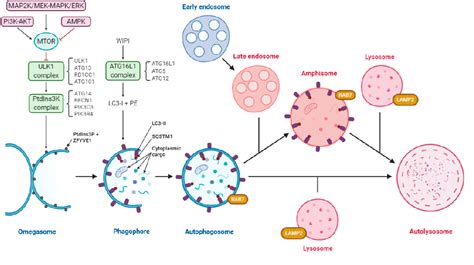 Figure 1 From Canonical And Noncanonical Autophagy As Potential Targets